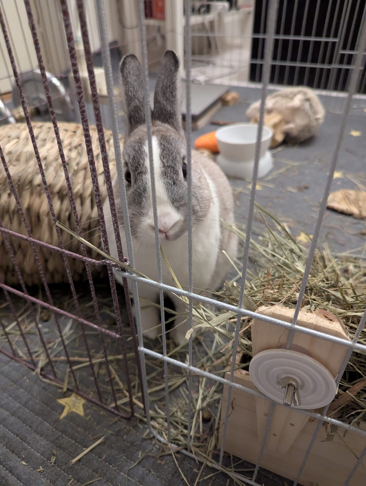 Azure AI Foundry: Public Access Connectivity and Function Testing